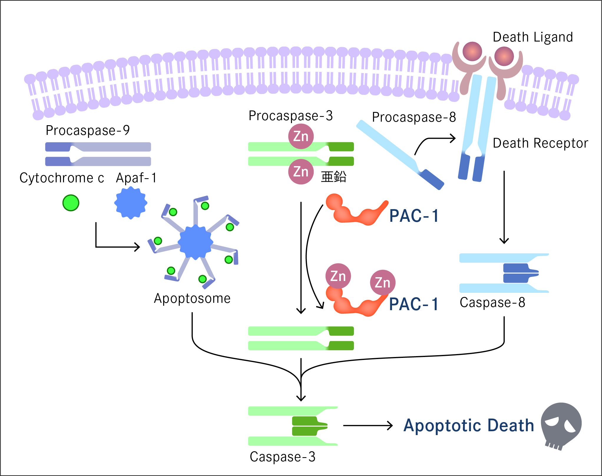 Mechanism of action (PAC-1) – Amiko Saito Design