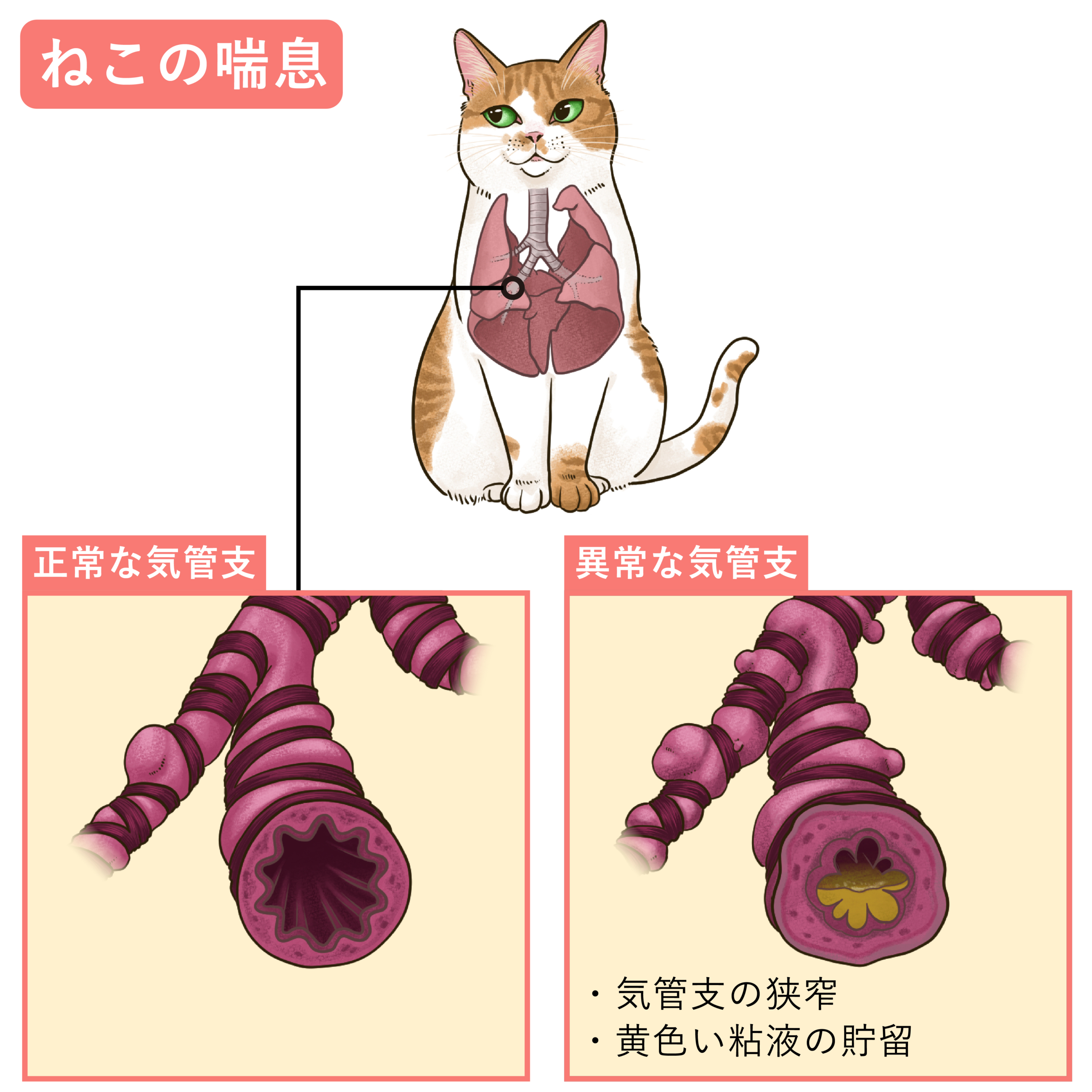 Feline asthma – Amiko Saito Design Feline asthma – Amiko Saito Design