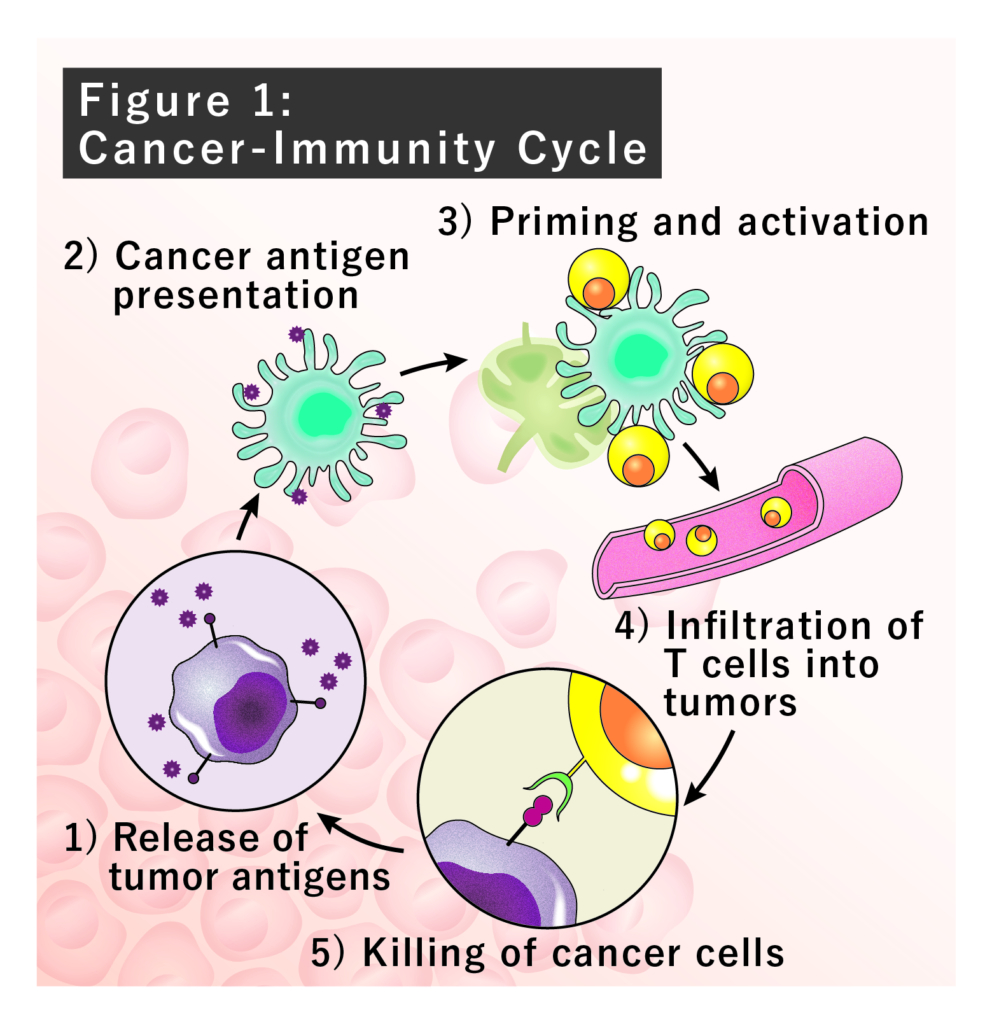 Cancer-immunity cycle – Amiko Saito Design