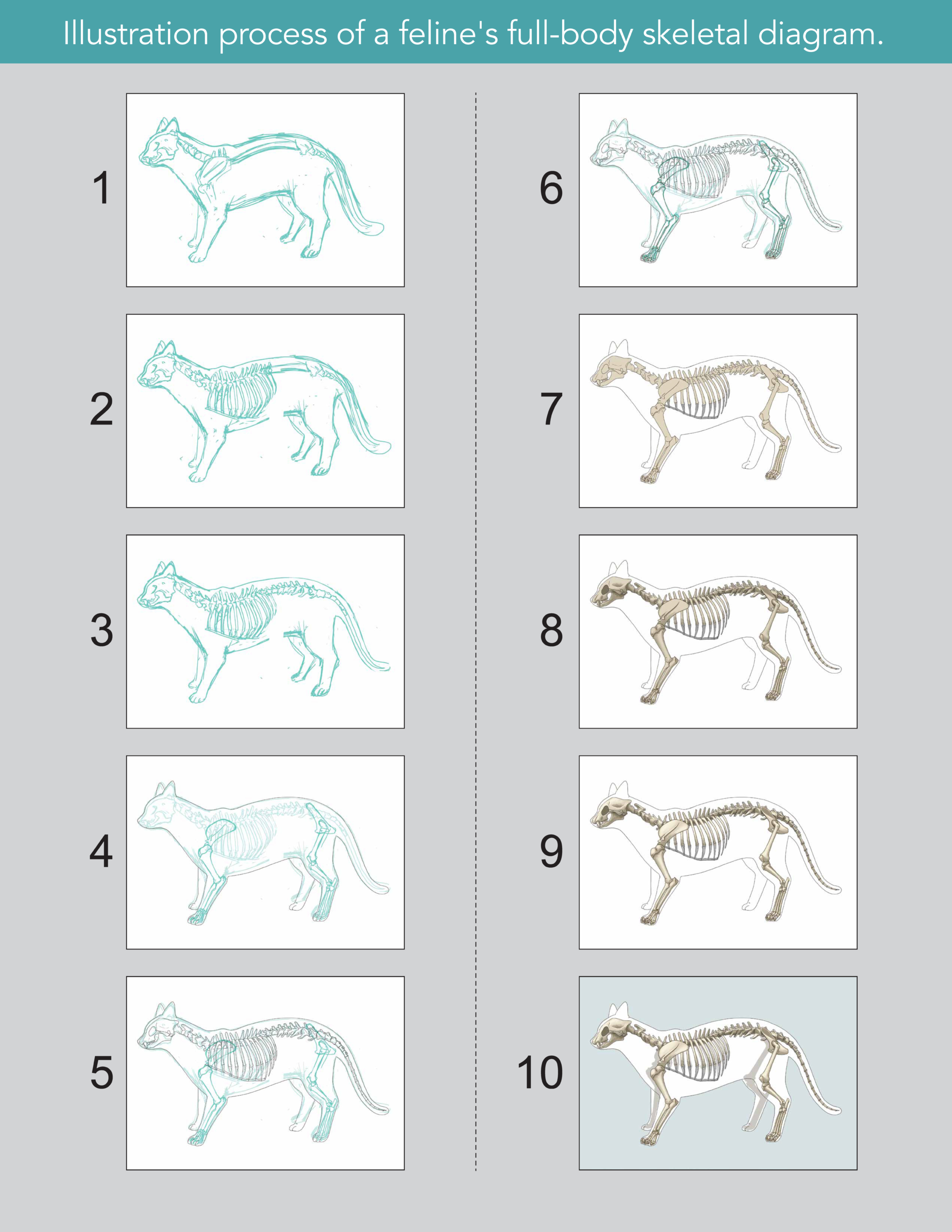 illustration process of a feline – Amiko Saito Design